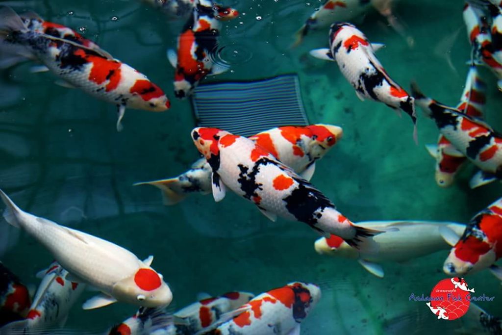 √ TOP 3 kedai ikan Bintulu Terbaik